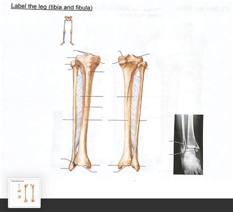 Tibia And Fibula Diagram Quizlet Tibia And Fibula Diagram Quizlet