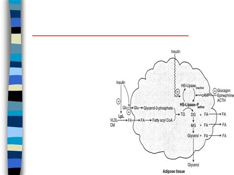 Lipids Pdf غير معروف Muhadharaty
