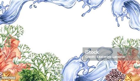 다채로운 바다 식물 수채화 그림이 흰색으로 분리되어 있다 붉은 포르피라 스플래시 산호 코듐 해파리 손으로 그렸습니다 패키지 라벨