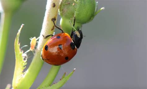 Información Sobre Las Mariquitas Nexles