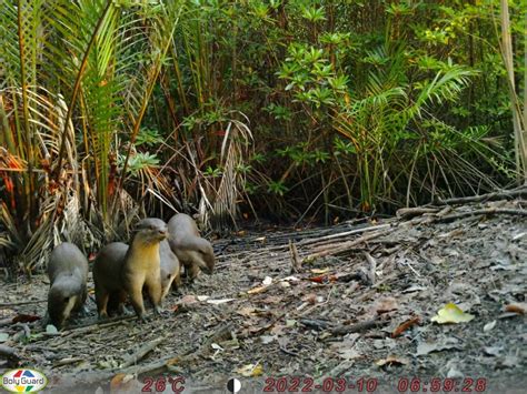 Otter Object Detection Model V7 2024 02 14 1127am By Siriwan Praking