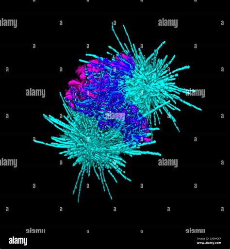 Cancer Cell Immunofluorescent Light Micrograph Of A Volume Rendered View Of Microtubules Blue