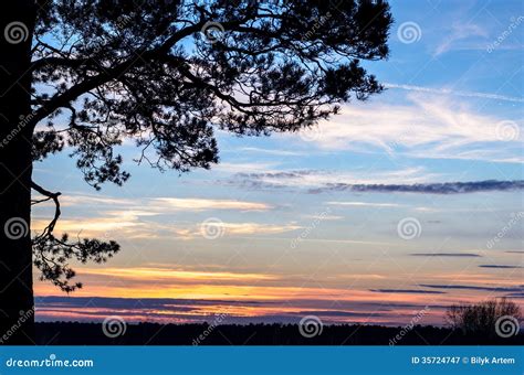 A Tree Branch At Sunset Stock Image Image Of Beautiful