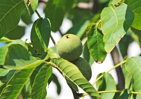 Types Of Walnut Trees In Tennessee With Pictures BootstrapBee Com Actionable