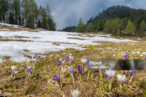 이탈리아 알프스 셀라 디 리오다에서 크로커스가 있는 이른 봄의 초원 0명에 대한 스톡 사진 및 기타 이미지 0명 꽃 식물 녹색 Istock