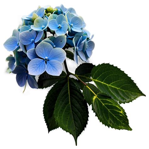 Hydrangea Png Png Images 200