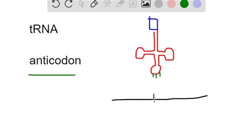 Solved Each Trna Contains A Trinucleotide Sequence Known As A N That Is Complementary To An