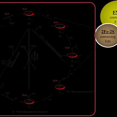 The Characteristic Catalytic Cycle For P450 Monooxygenases In Download Scientific Diagram