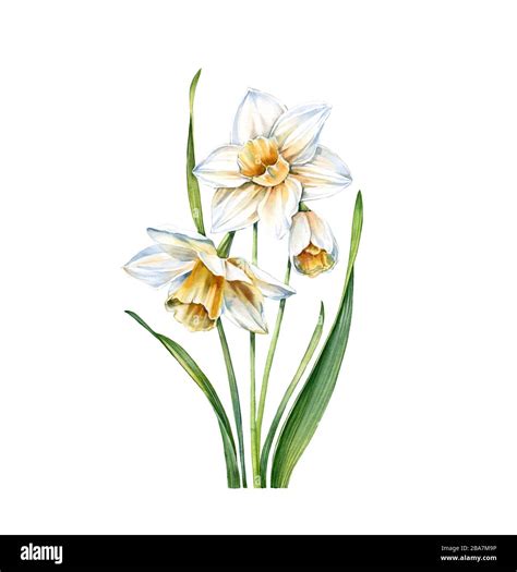 Narcissus Flower Drawing