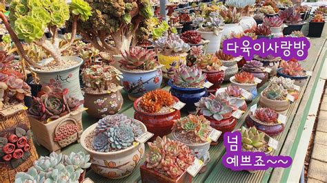 울산다육이사랑방💥묵둥이색감볼때마다 깜놀사과마리아품종개발한곳🤩안이쁜다육이가없네요🌼🌸221021korean Succulents Plants 💖 Youtube