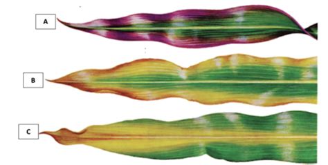 CSES Quiz 6 Comprehensive Review Of Plant Nutrients And Nitrogen