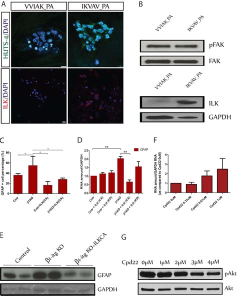 Integrin Linked Kinase Ilk Regulates Astrocytic Differentiation By Download Scientific
