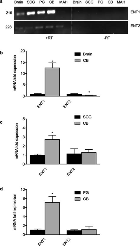 1 Expression Analysis Of Equilibrative Nucleoside Transporter 1 Ent1