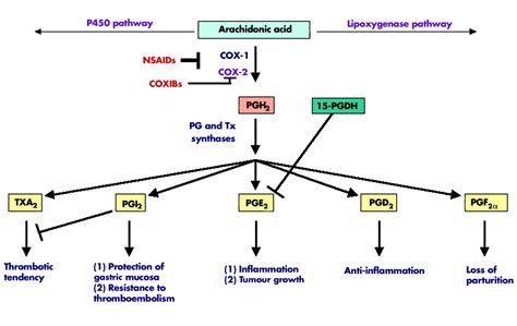 Prostaglandins And Cancer Gut
