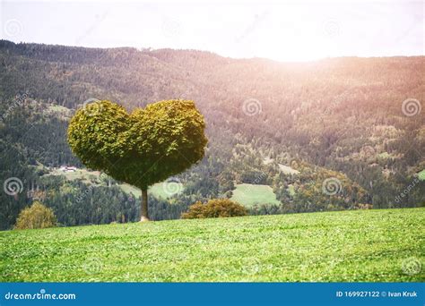 Tree Growing In Shape Of Heart Stock Photo Image Of February Ecosystem 169927122