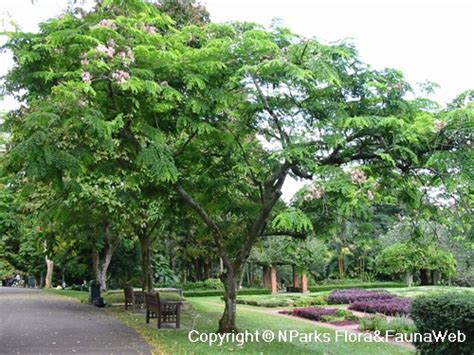 Nparks Cassia Javanica Subsp Nodosa