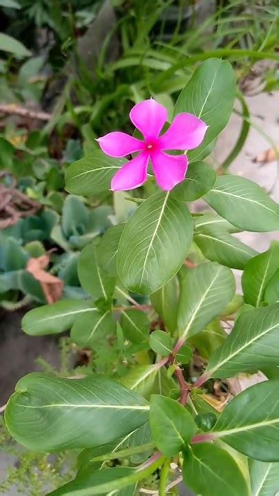 ক্যাম্পাসের নয়নতারার সৌন্দর্য ফুল ফুলেরবাগান Flower Youtube