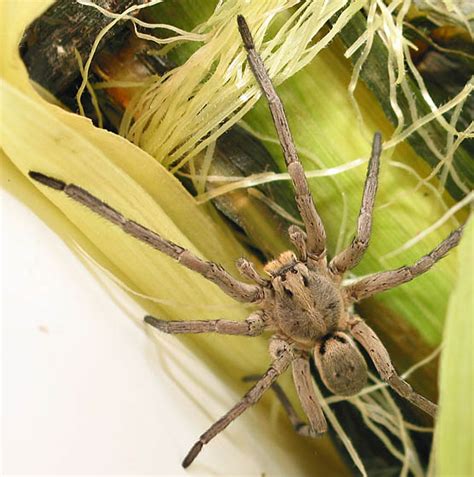 Spider In Compost Bucket Hogna Carolinensis Bugguide Net