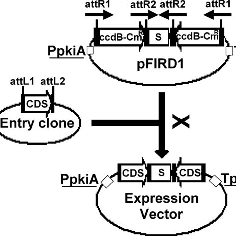 Construction Of Expression Vectors For Post Transcriptional Gene