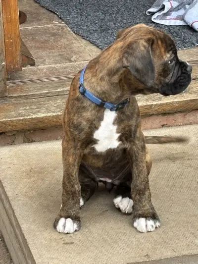 Pedigree Kc Registered Tiger Brindle And White Boxer Puppies In Tamworth