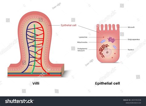Structure Intestinal Villi Epithelium Cell Medical Stock Vector