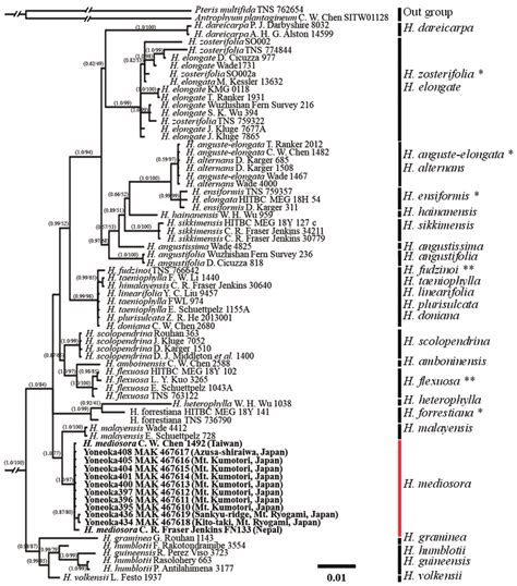 Bayesian Tree Of Haplopteris Based On Rbcl Gene Sequences 1205bp Bi
