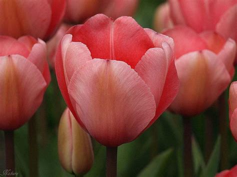 Enqis Blogi ტიტა