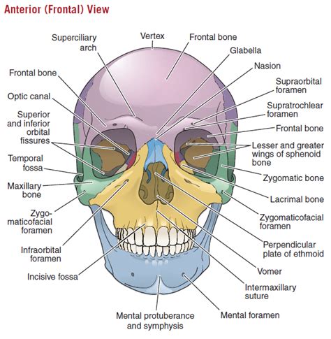 두개골 전면 구조 및 명칭 Skull Frontal View Ucanwalk