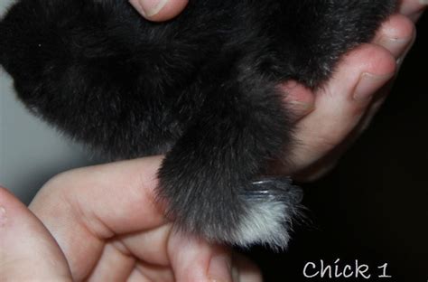 Wing Sex My Chicks BackYard Chickens Learn How To Raise Chickens