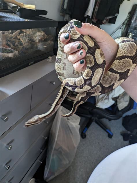 How To Stop A Python Stressing R Ballpython