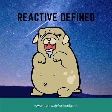 What Does REACTIVE Mean The Canine Babe