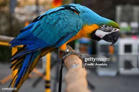 Owl Parrot Photos And Premium High Res Pictures Getty Images
