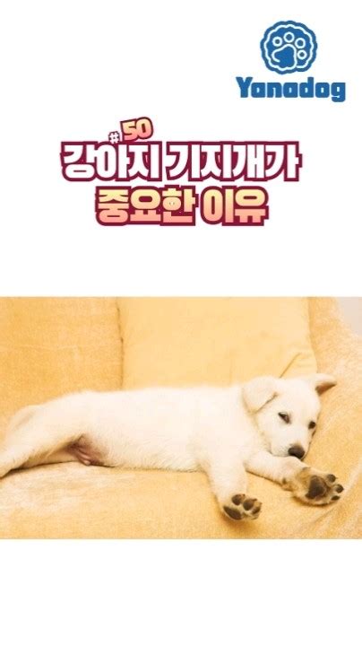 강아지 기지개 강아지건강 반려견 강아지정보 Youtube
