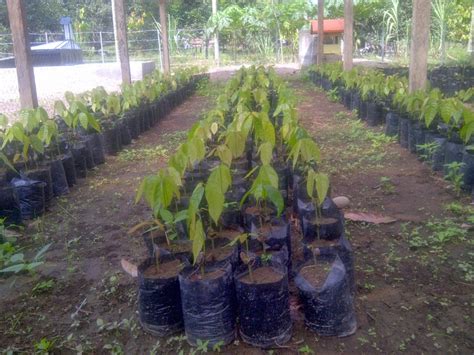 Bibit Kakao Klon Unggul District Cocoa Clinic