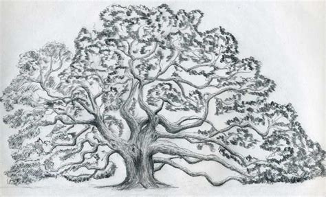 Tree Drawing 3d Drawing