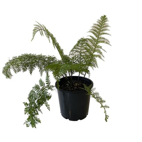 Asplenium Bulbiferum 20cm Indoor Foliage Plants