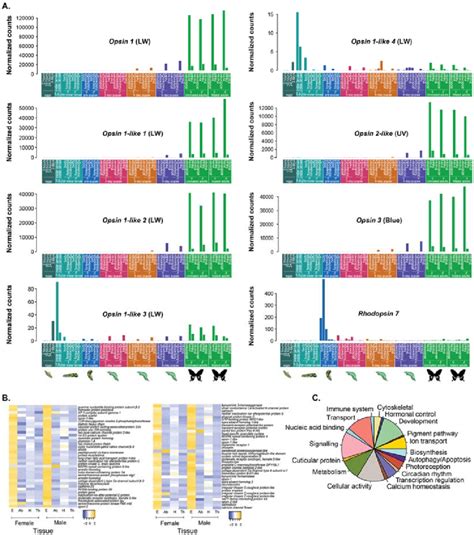 Developmental Expression Of Uv Blue Lw And Rh7 Opsin Genes In Papilio