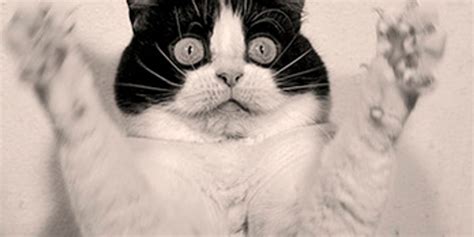 Goofy Round Tux Muky Muky Love Meow