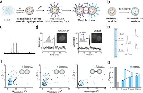 Amperometric Analysis Of Vesicle Assemblies With Tunable Lateral