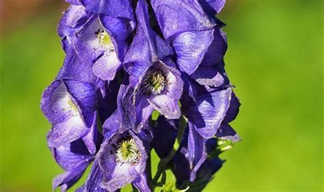Decode Monkshood Flower Meaning And Symbolism Guide