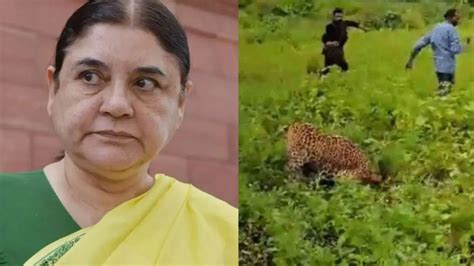 Mp में तेंदुए की संदिग्ध मौत मेनका गांधी नाराज फॉरेस्ट चीफ को सुनाई