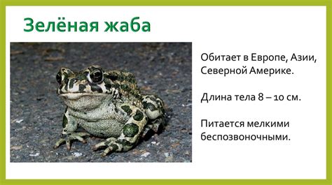 Ядовитые лягушки и жабы презентация онлайн