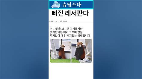 커여운 동물 Youtube