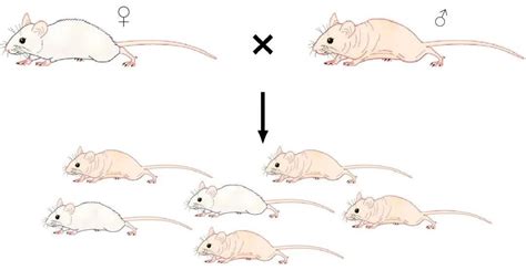 都叫免疫缺陷小鼠，有什么区别？ 东药西毒