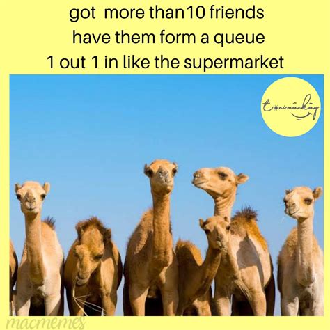 20may13 Macmeme Funny Animal Camel Behaviour 2020 Covid Supermarket