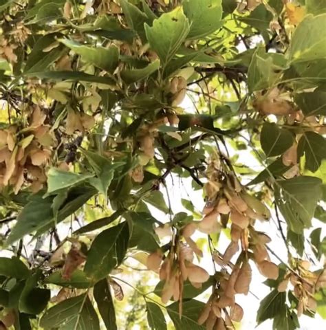 Manitoba Maple Prairie Shelterbelt Program