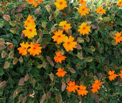 How To Plant And Grow Black Eyed Susan Vine