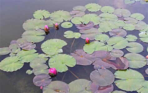 南越前町のまちお店 南条花はす公園の睡蓮