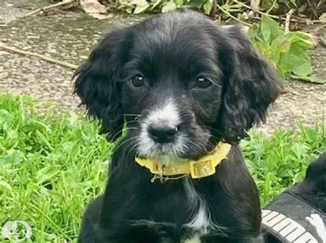 Small Sprocker Puppies In Marlborough On Freeads Classifieds