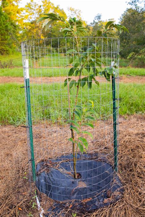 How To Grow Chestnut Trees For Deer Great Days Outdoors